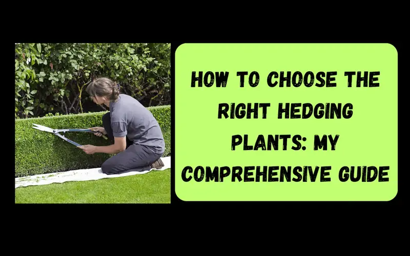 How To Choose the Right Hedging Plants - Christine's Garden