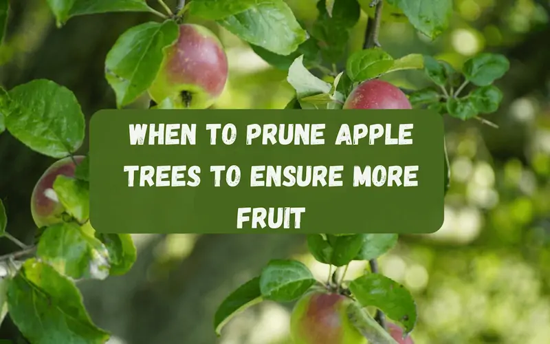 When To Prune Apple Trees To Ensure More Fruit - Christine’s Garden