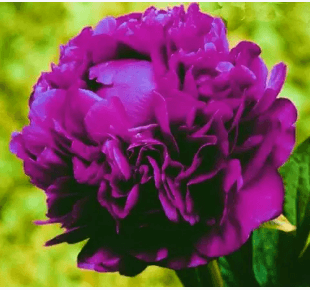 How to Propagate Peonies: A Clear Guide - Christines Garden