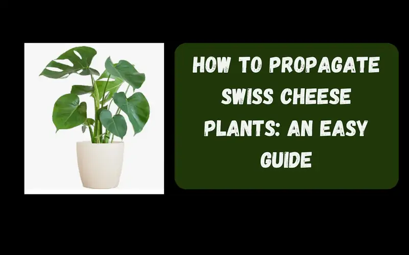 How to Propagate Swiss Cheese Plant: An Easy Guide - Christine's Garden